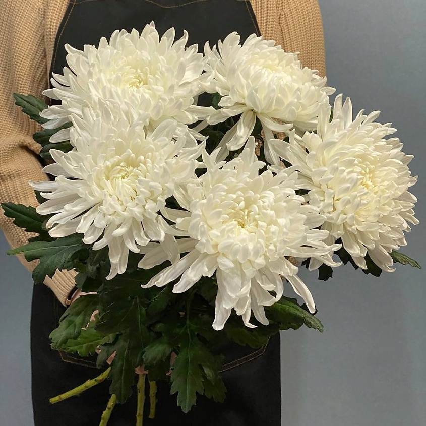 АЗАЛИЯ FLOWER PUB Букет хризантемы купить по низким ценам в ЛЭТУАЛЬ